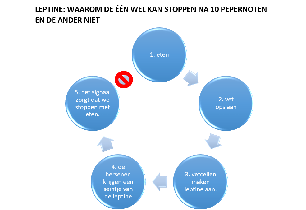 Ghreline en leptine de hongerhormonen die afvallen lastig maken ...
